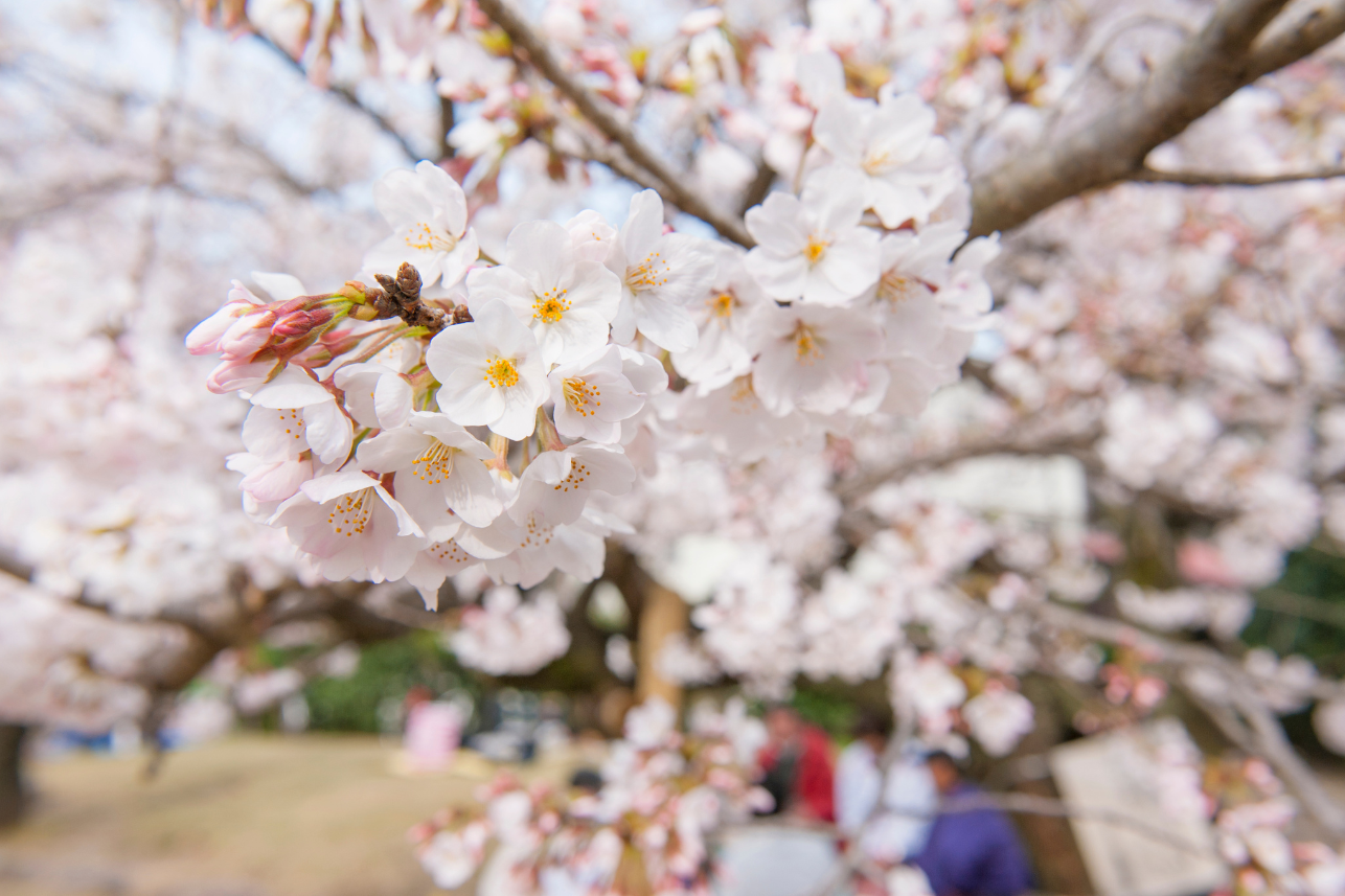 What is Hanami and What Does it Teach us About Treasuring Impermanence ...